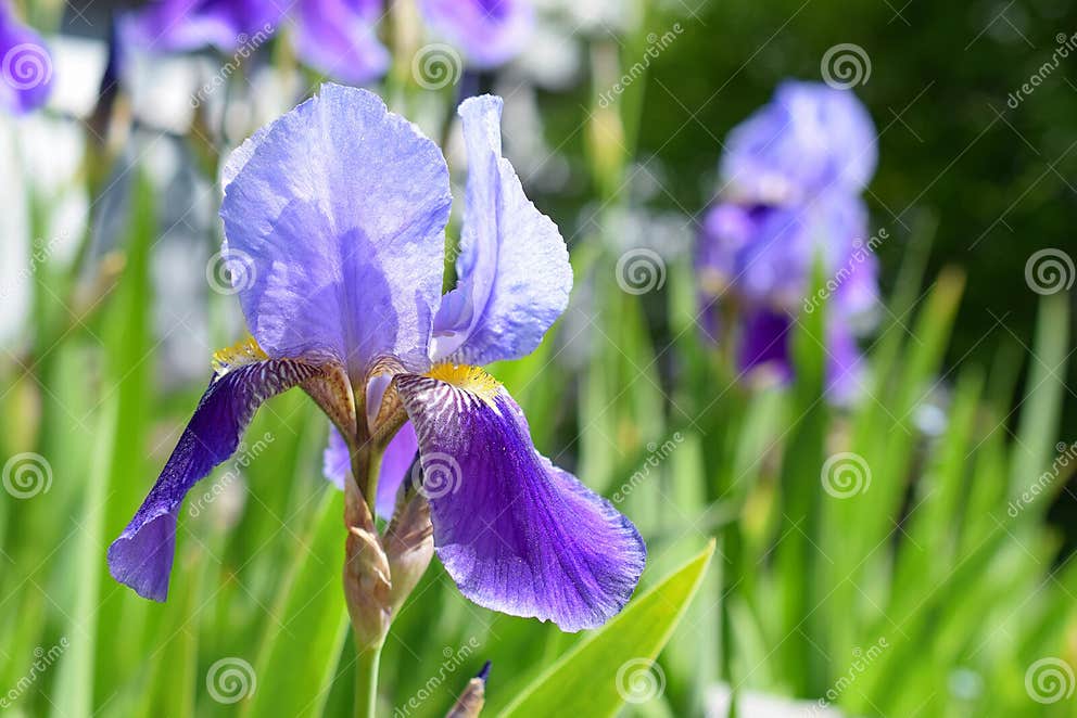 Iris germanica, Kharput, stock image. Image of garden - 94307479