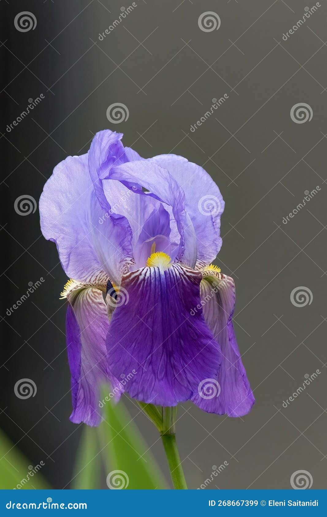 Iris Germanica Purple Flower in the Garden Design Stock Image - Image ...