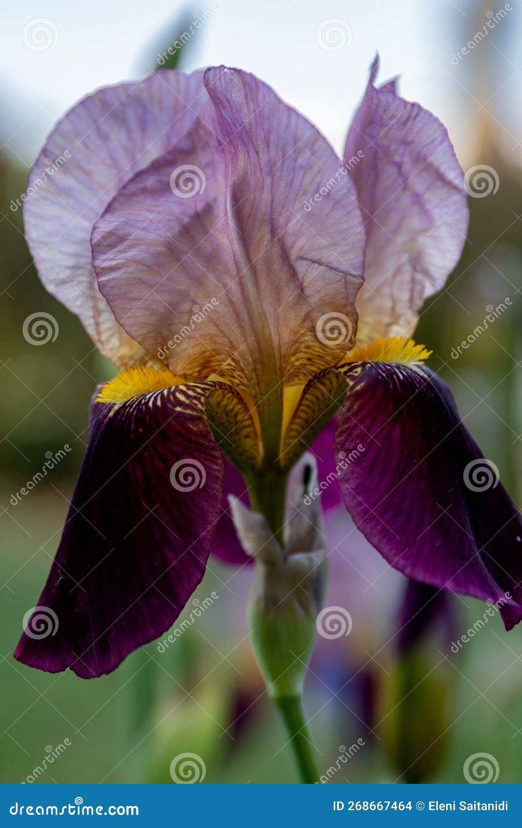 Iris Germanica Purple Flower in the Garden Design Stock Photo - Image ...