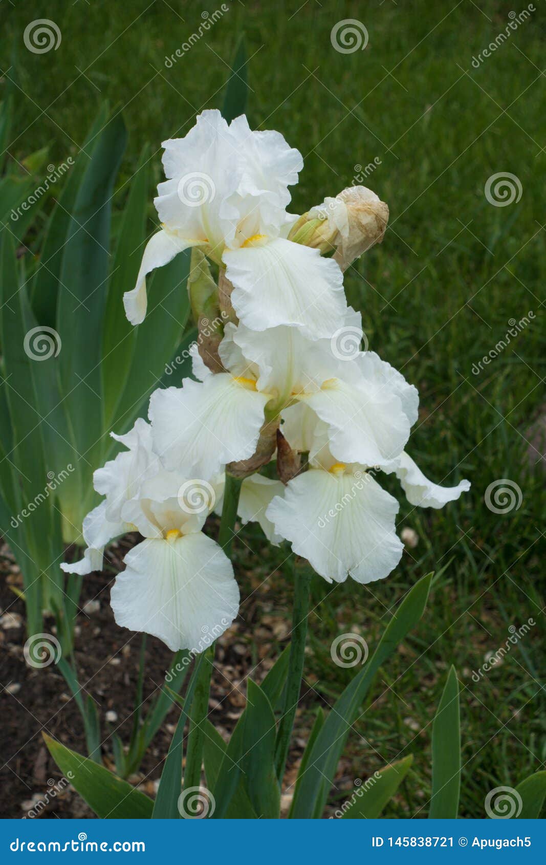 Iris Germanique Avec Les Fleurs Blanches Pures Image stock - Image du normal, bourgeon: 145838721