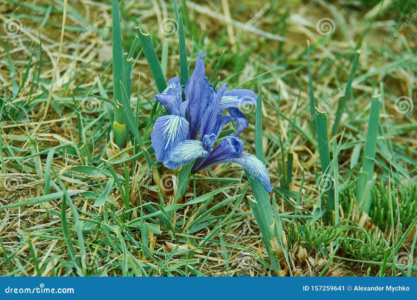 Iris graminea flowers stock image. Image of flora, beautiful - 157259641