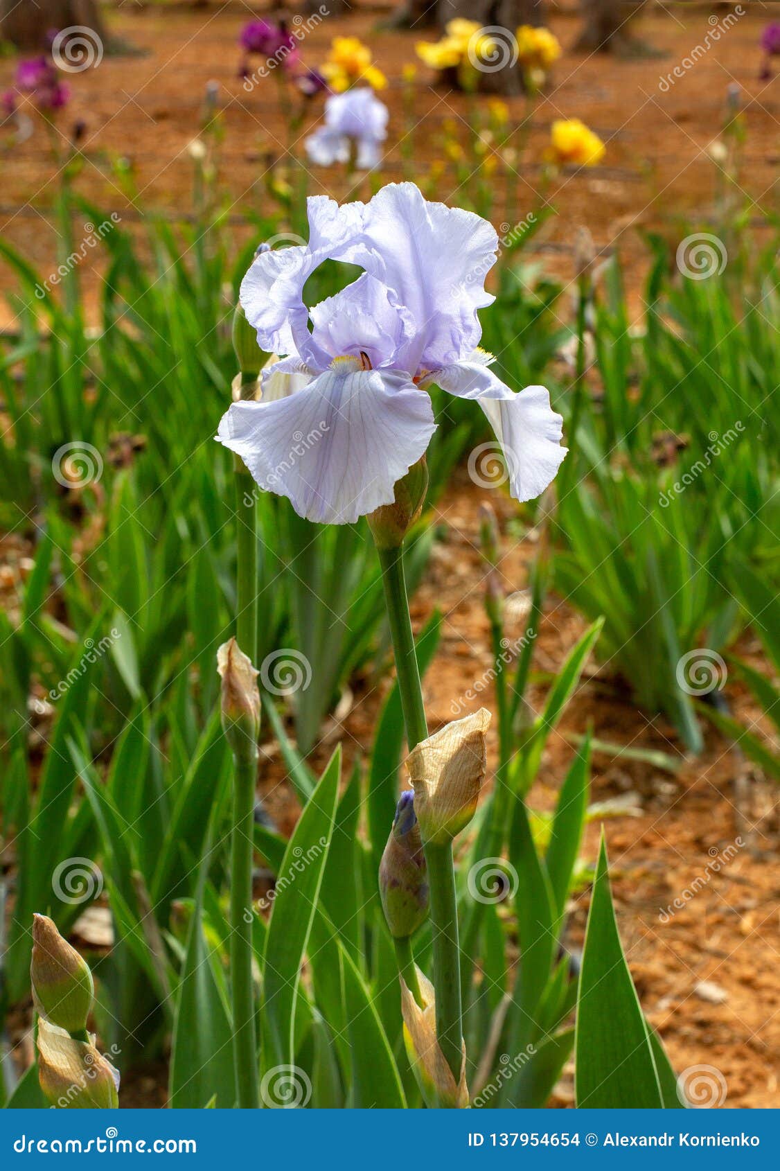 Iris grandes de las flores foto de archivo. Imagen de fondo - 137954654