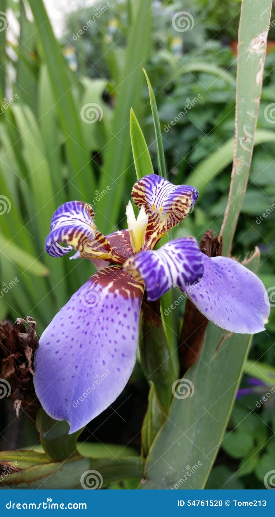 Iris hexagona stock photo. Image of nature, bloom, blue - 54761520