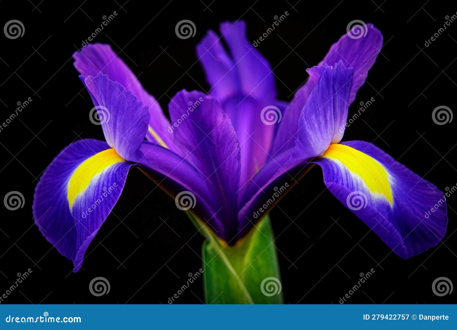 Iris Hollandica Blue Magic Stock Image - Image of flower, black: 279422757