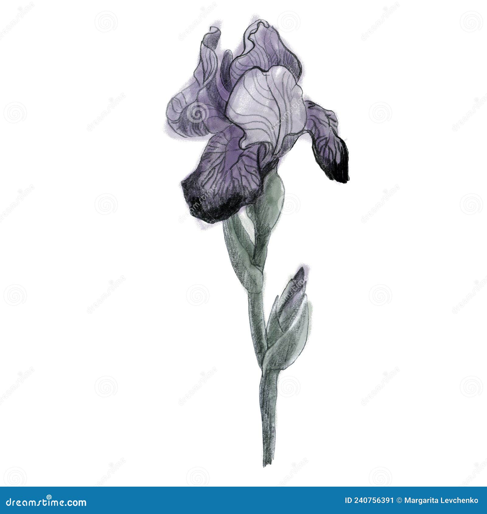 Iris Illustration. Pencil Drawing and Watercolors. Iris Flower Stock ...