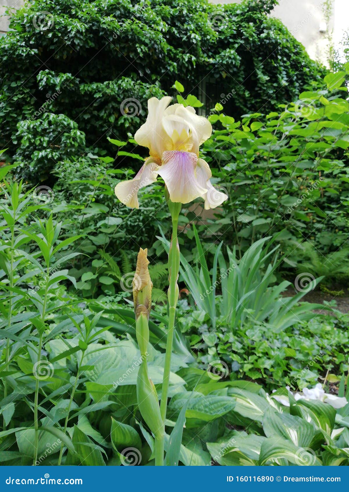 Iris stock photo. Image of summer, iris, flower, spring - 160116890