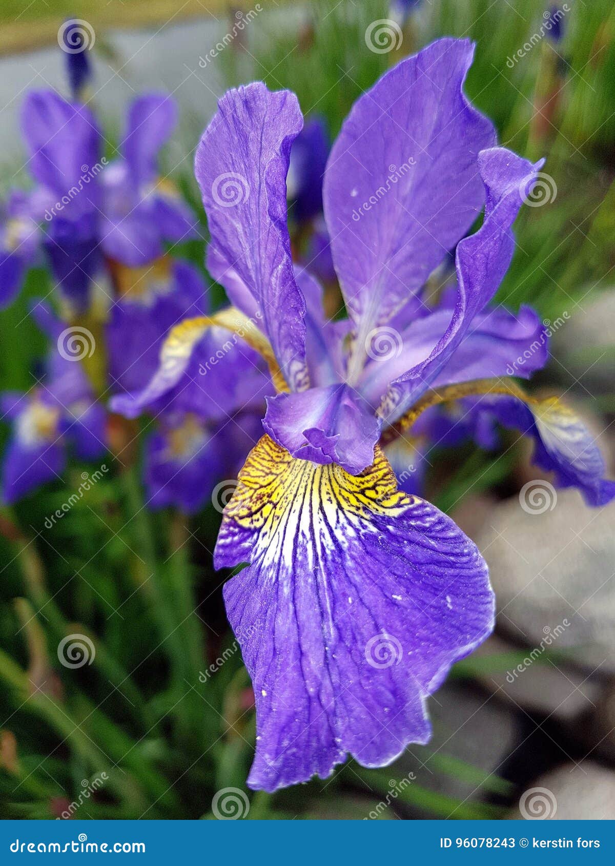 Iris stock image. Image of leaf, blue, park, iris, summer - 96078243