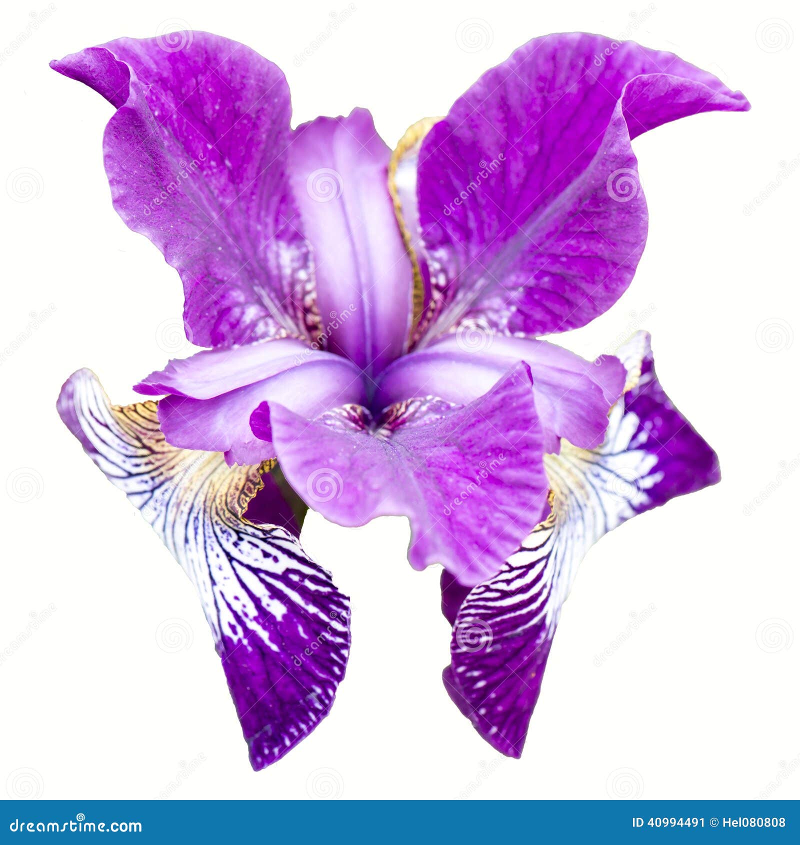 Iris Isolated on White, Pink and Purple Extraordinary Iris with Special ...