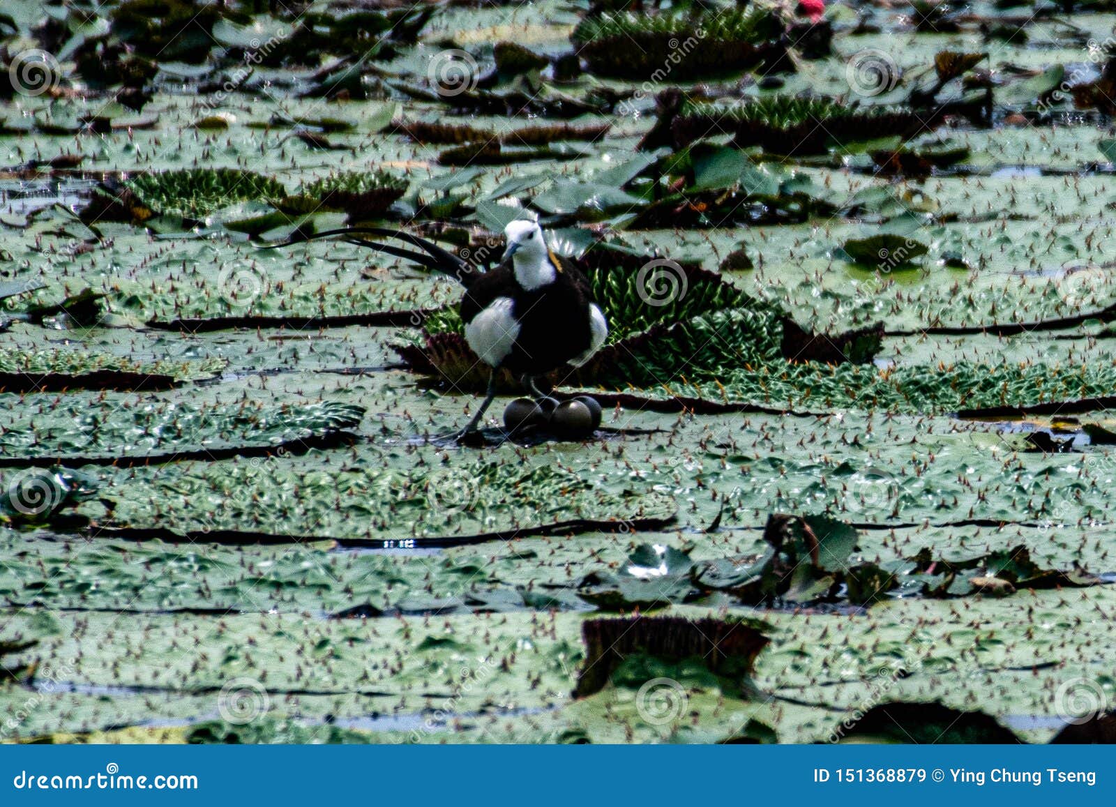 117 Polyandry Photos - Free & Royalty-Free Stock Photos from Dreamstime