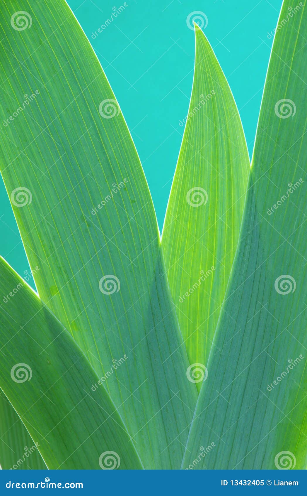 Iris leaf stock image. Image of plant, iris, light, flower - 13432405