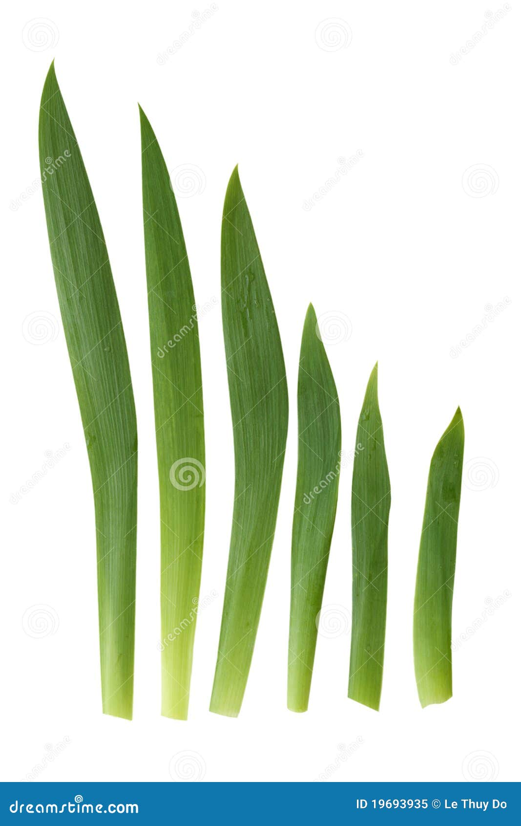 Iris Leaf stock image. Image of plant, foliage, spring - 19693935