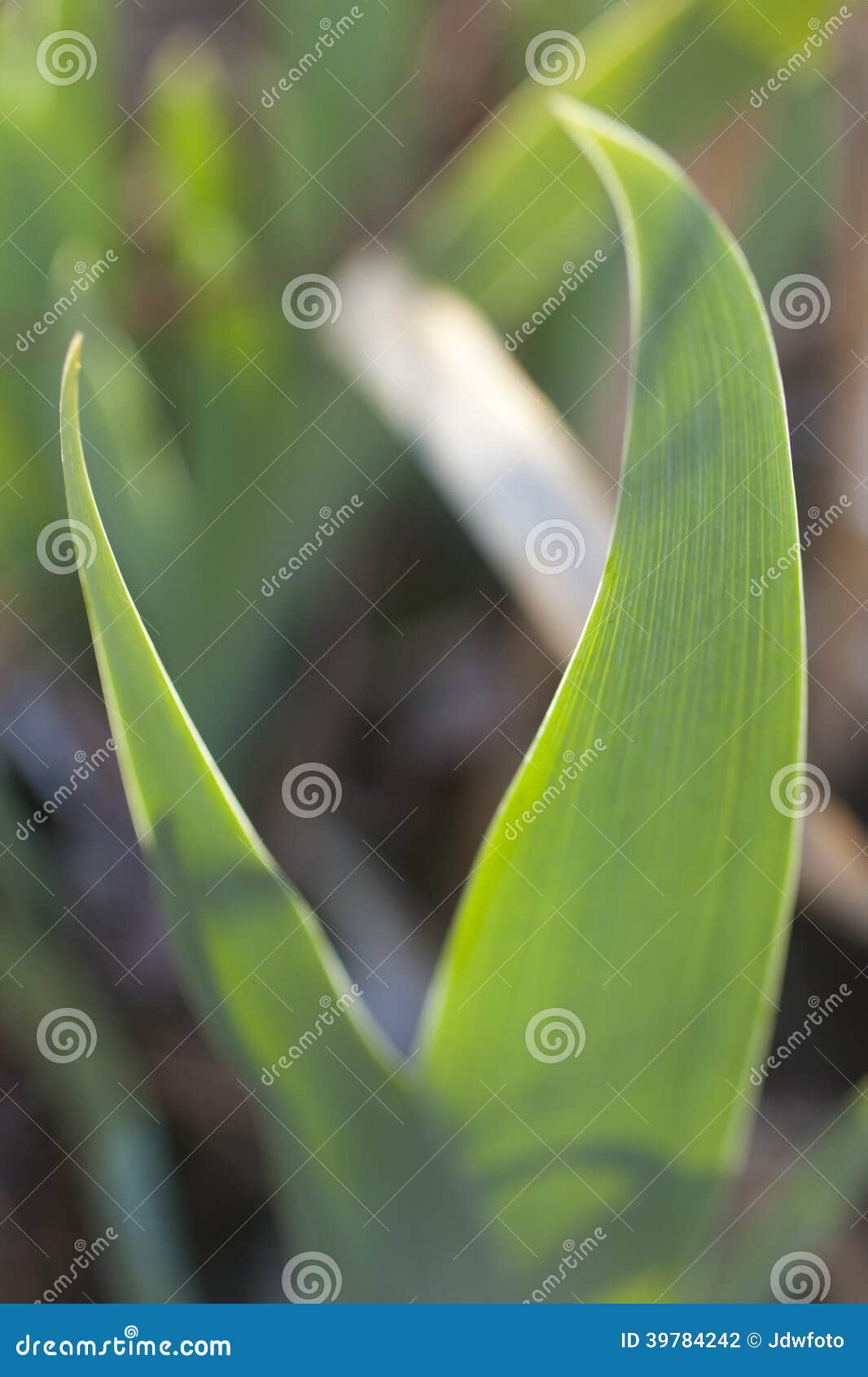 Iris Leaf stock foto. Image of nave, naughty, wetenschap - 39784242