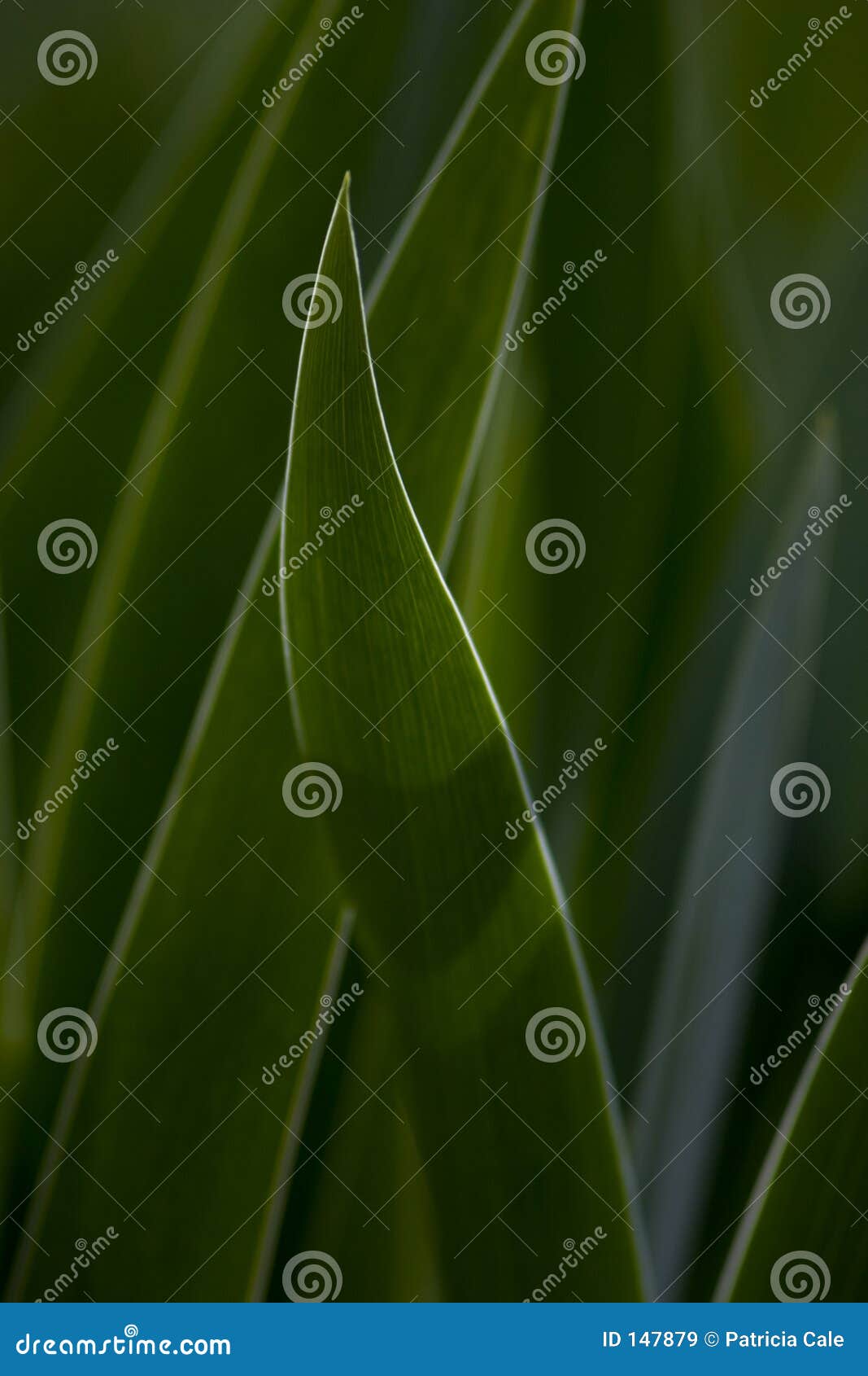 Iris Leaves stock image. Image of gardens, cross, line - 147879