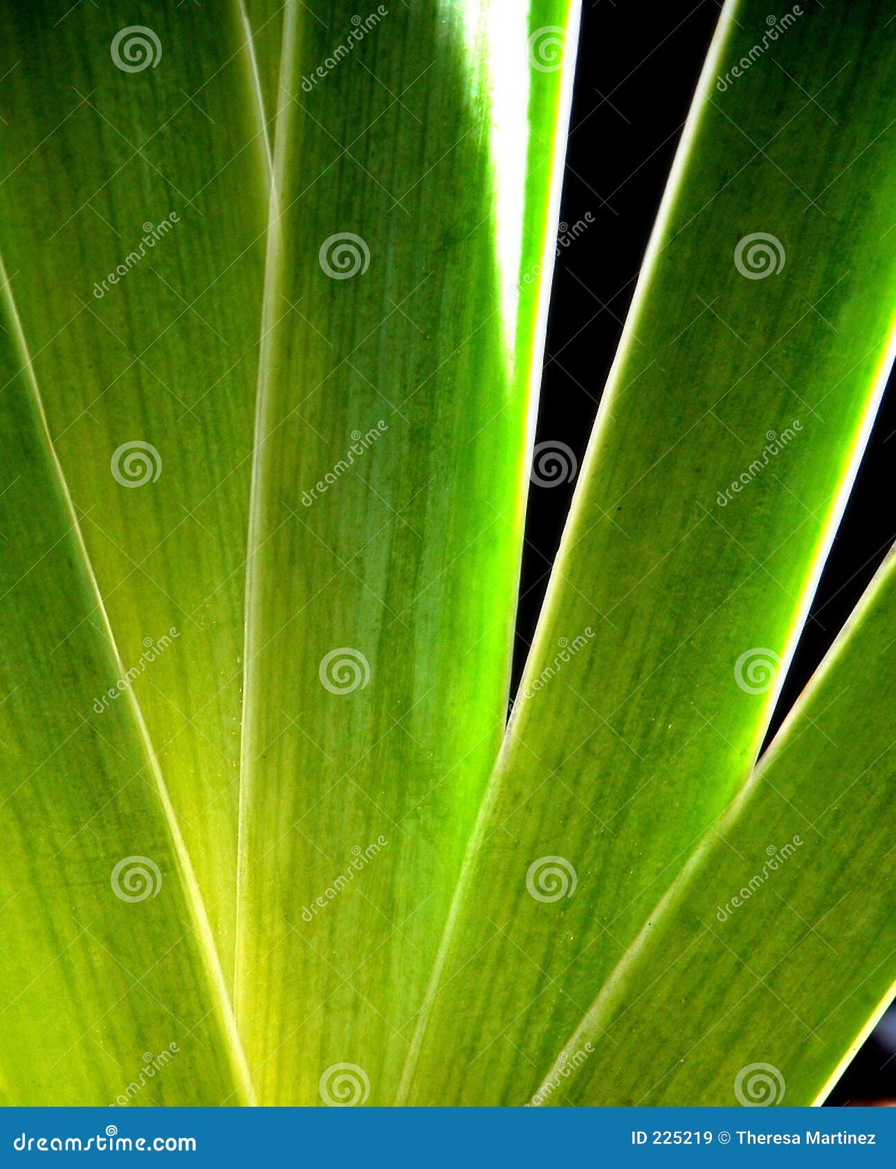 Iris Leaves stock image. Image of iris, glow, leaves, stalks - 225219