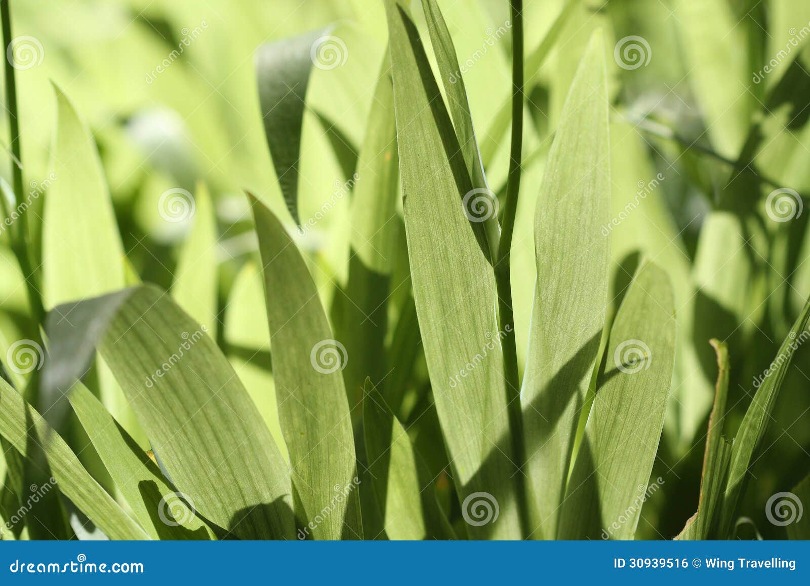 Iris leaves stock photo. Image of transparent, sunshine - 30939516