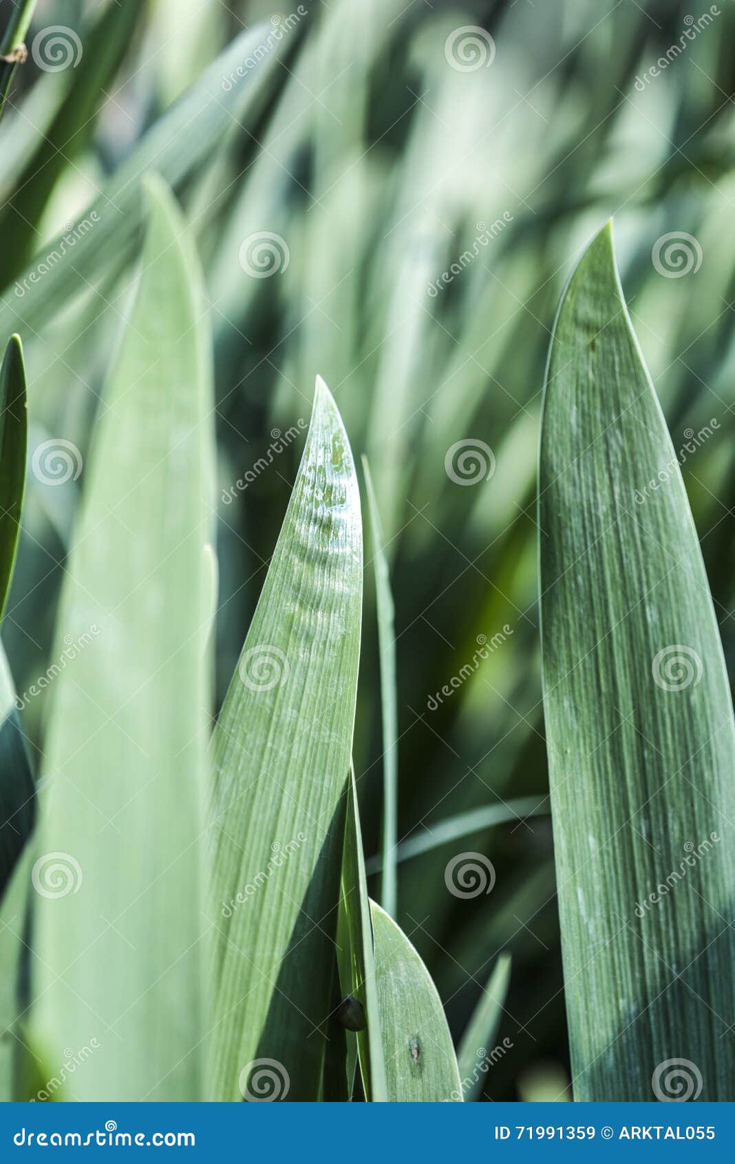 Iris leaves stock image. Image of cycle, change, chlorophyll - 71991359