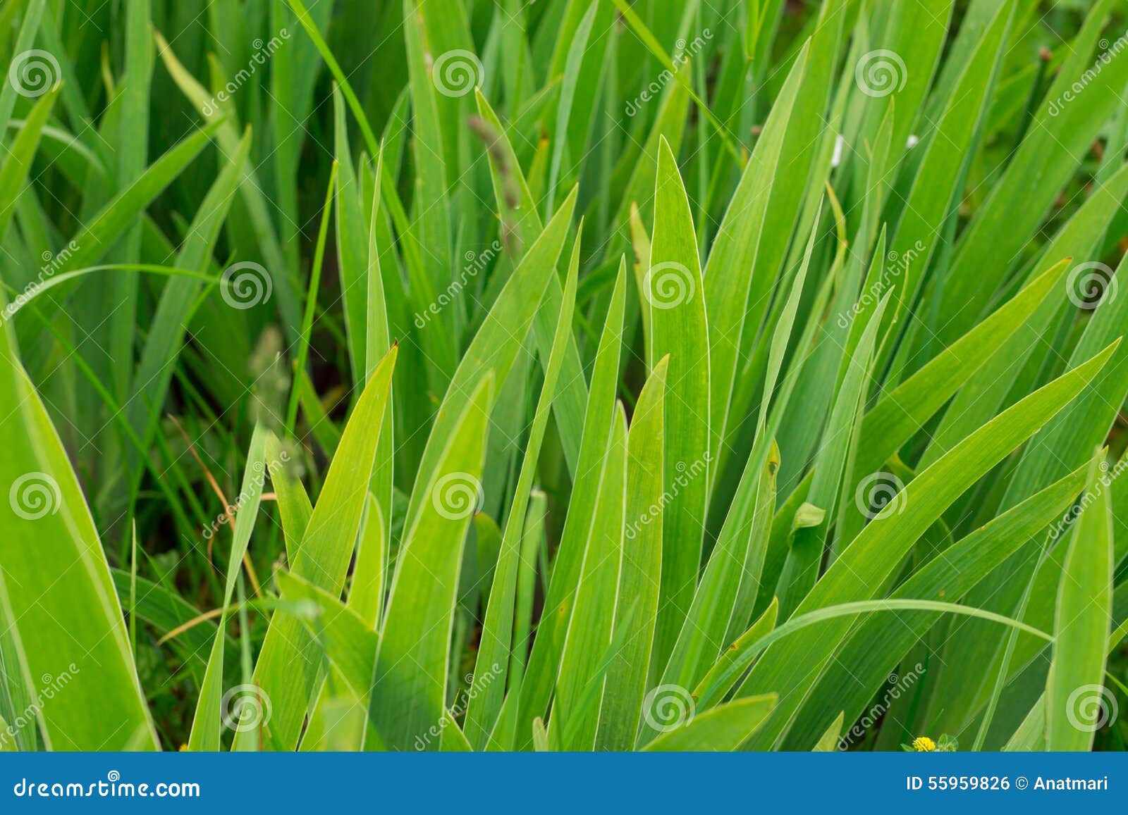 Iris Leaves Growing in the Garden. Stock Photo - Image of drops, earth ...