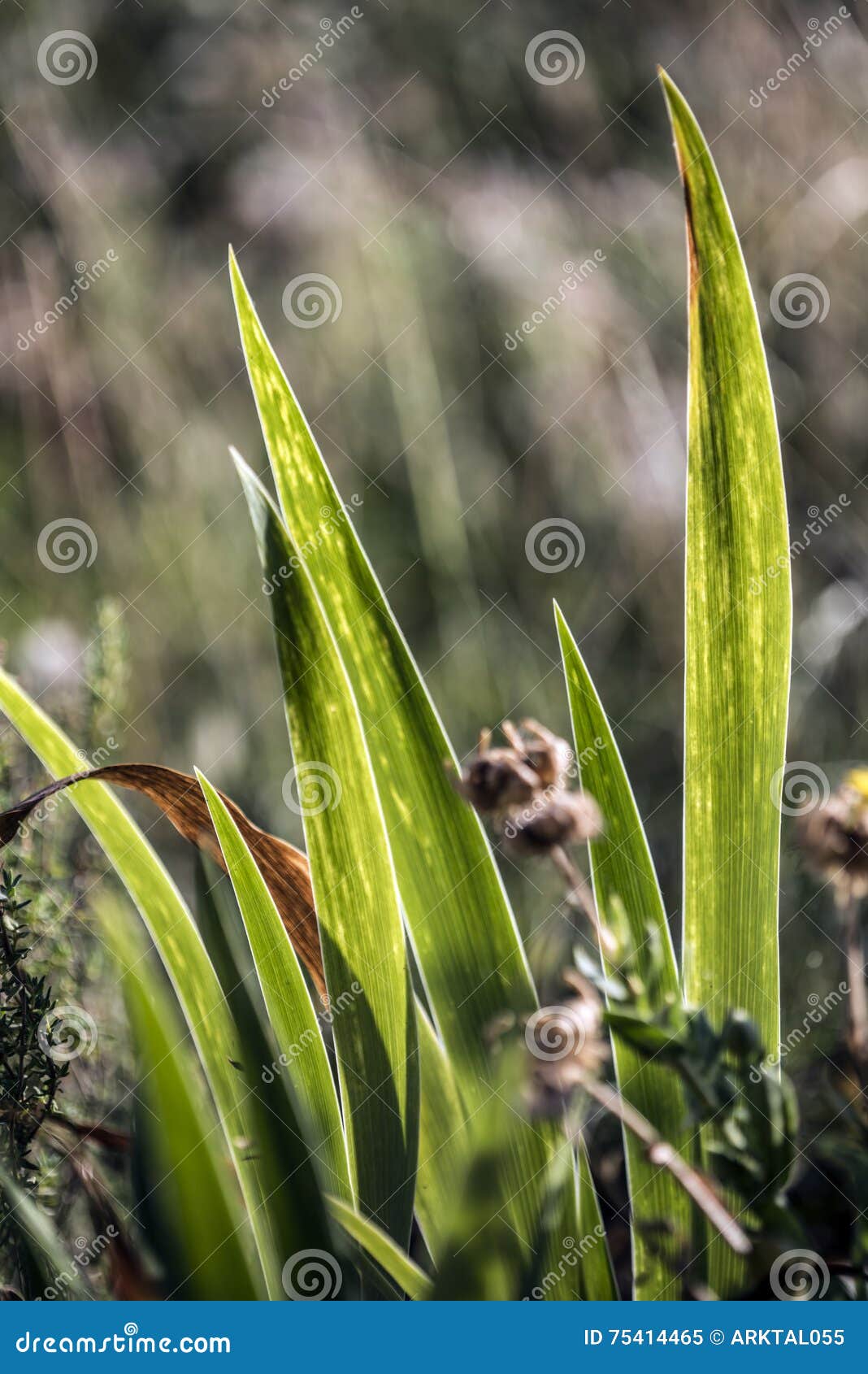 Iris leaves stock image. Image of plant, environment - 75414465