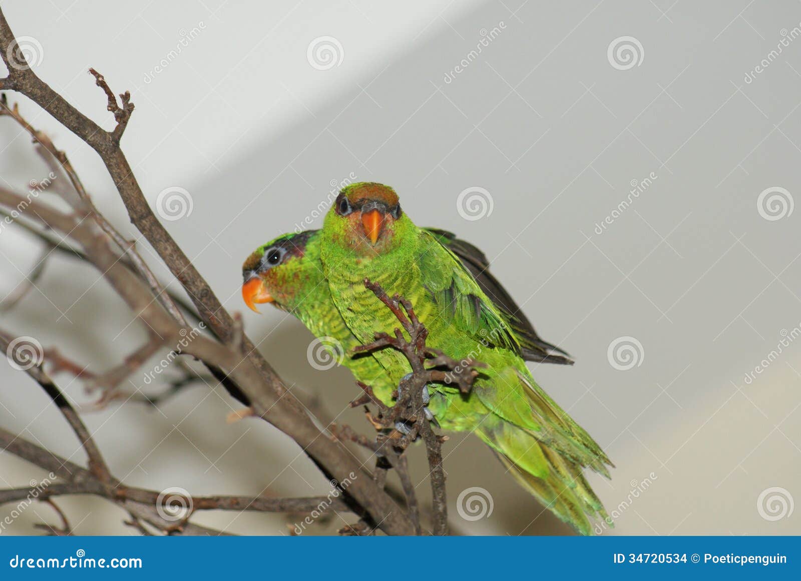 Iris Lorikeet - Psitteuteles Iris Stock Photo - Image of iris, chordata: 34720534