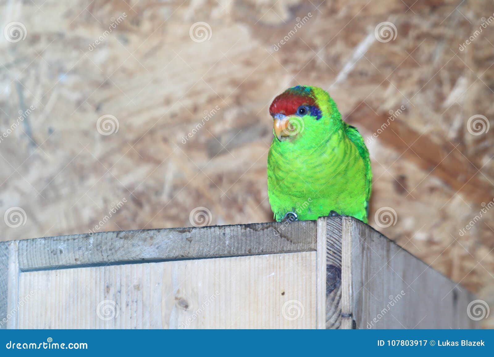 Iris lorikeet stock image. Image of nature, lorikeet - 107803917