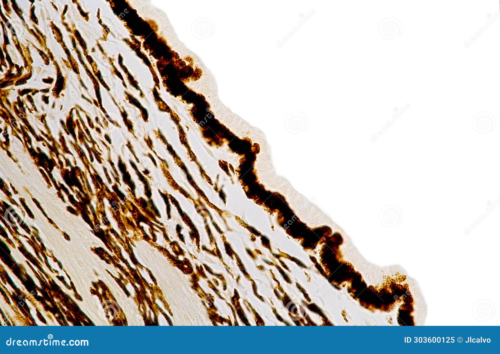 Iris melanin stock image. Image of colour, pigment, color - 303600125