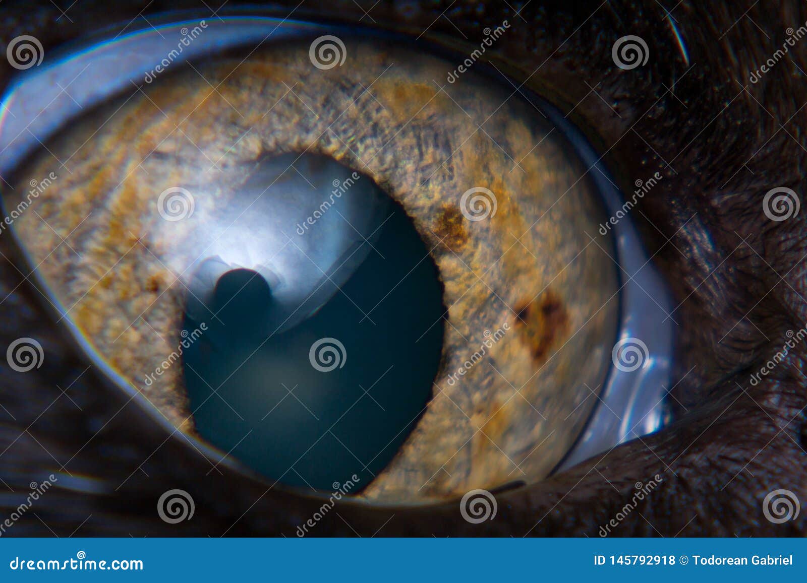 Iris Melanoma in Adult Cat, Iris Pigmentation Stock Photo - Image of ...