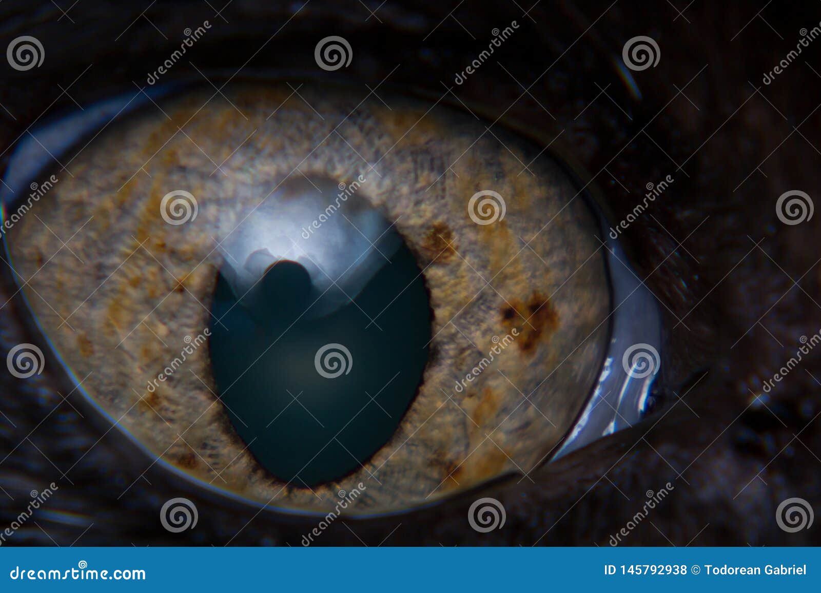 Iris Melanoma in Adult Cat, Iris Pigmentation Stock Photo - Image of ...