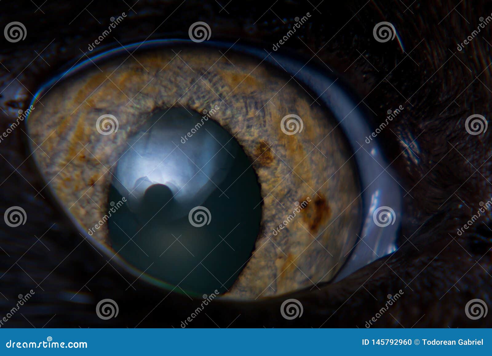 Iris Melanoma in Adult Cat, Iris Pigmentation Stock Photo - Image of ...