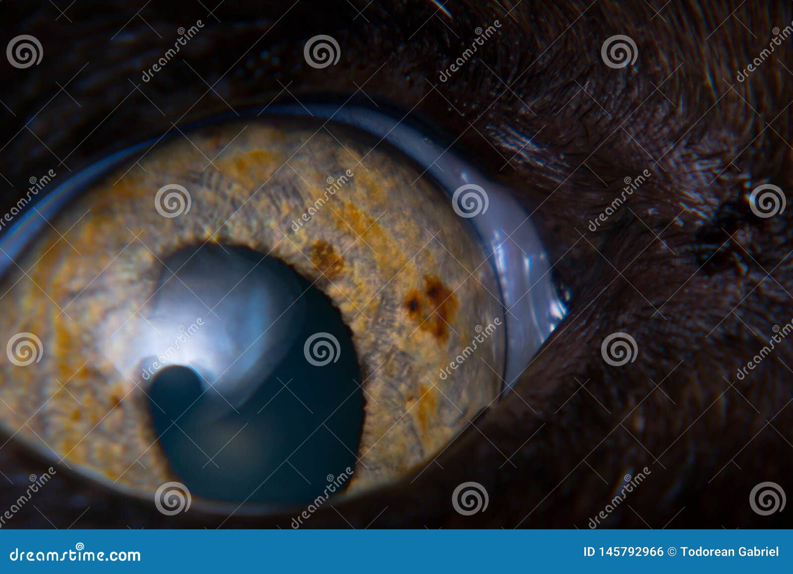 Iris Melanoma in Adult Cat, Iris Pigmentation Stock Photo - Image of ...