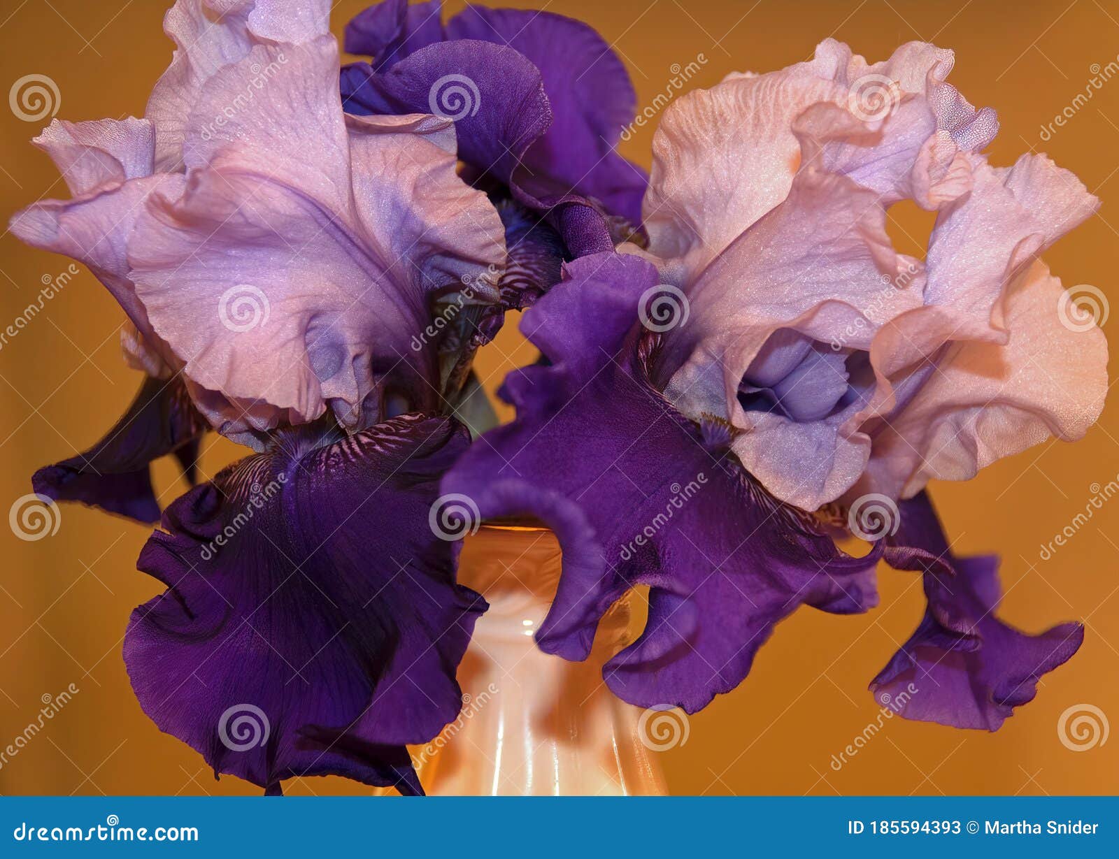Iris morado 3 imagen de archivo. Imagen de vivo, flor - 185594393