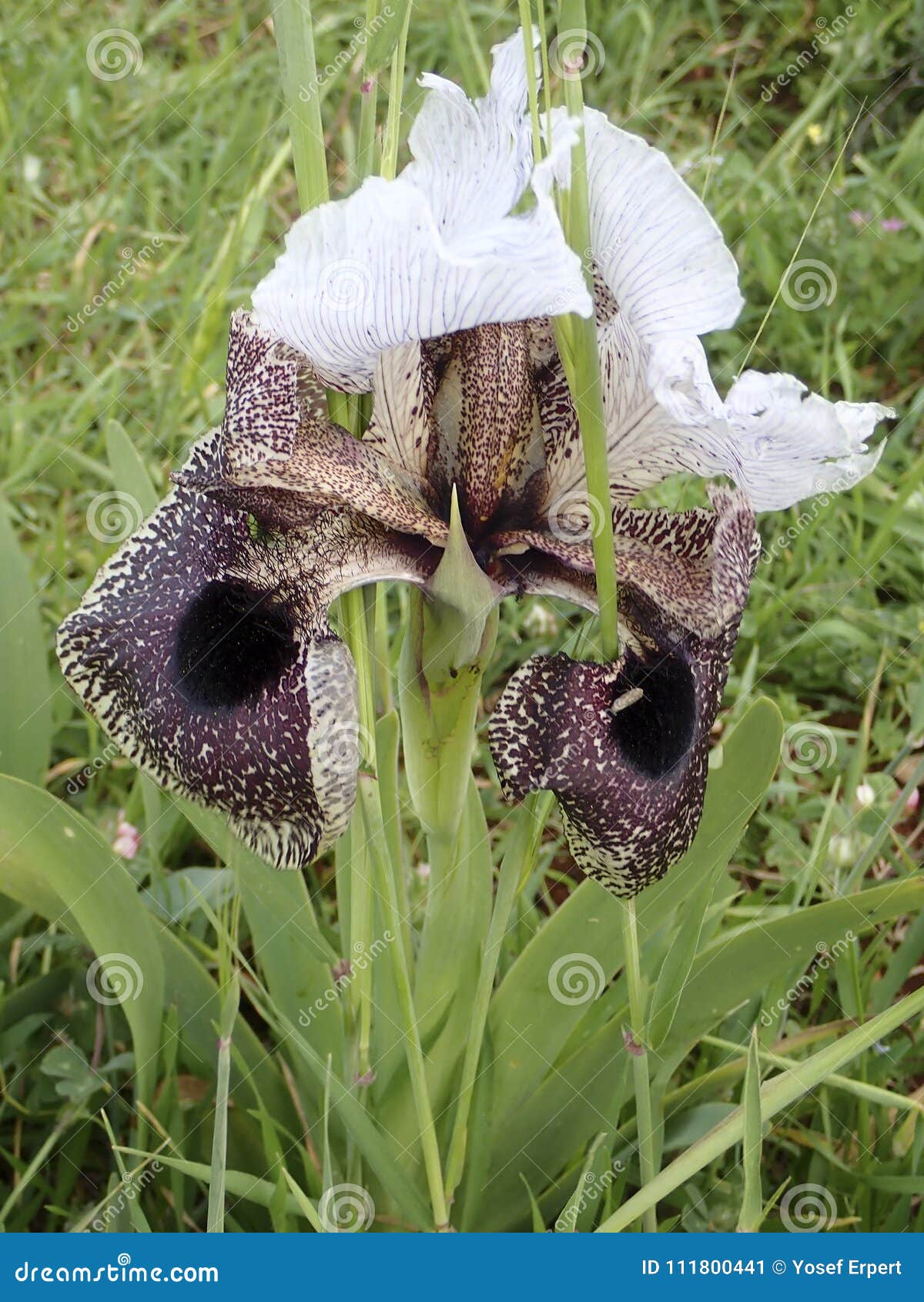 The Iris Nazareth stock image. Image of rain, israel - 111800441
