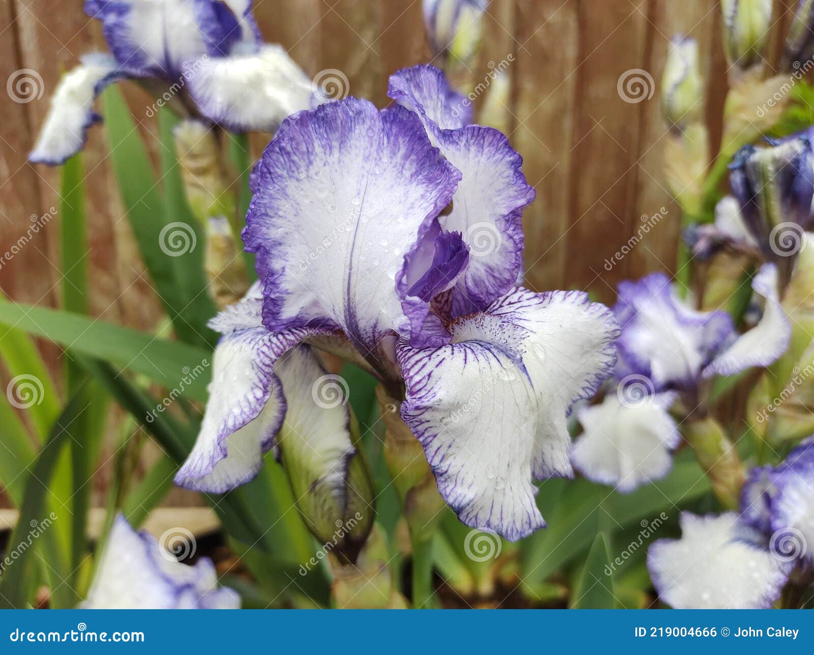 Iris negrita foto de archivo. Imagen de pétalo, cubo - 219004666