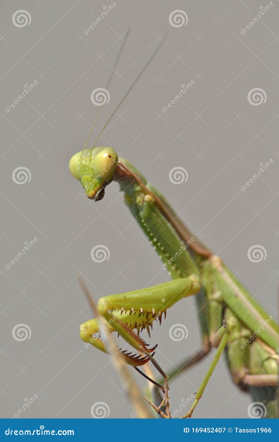 Iris Oratoria, Also Known by the Common Name Mediterranean Mantis or ...