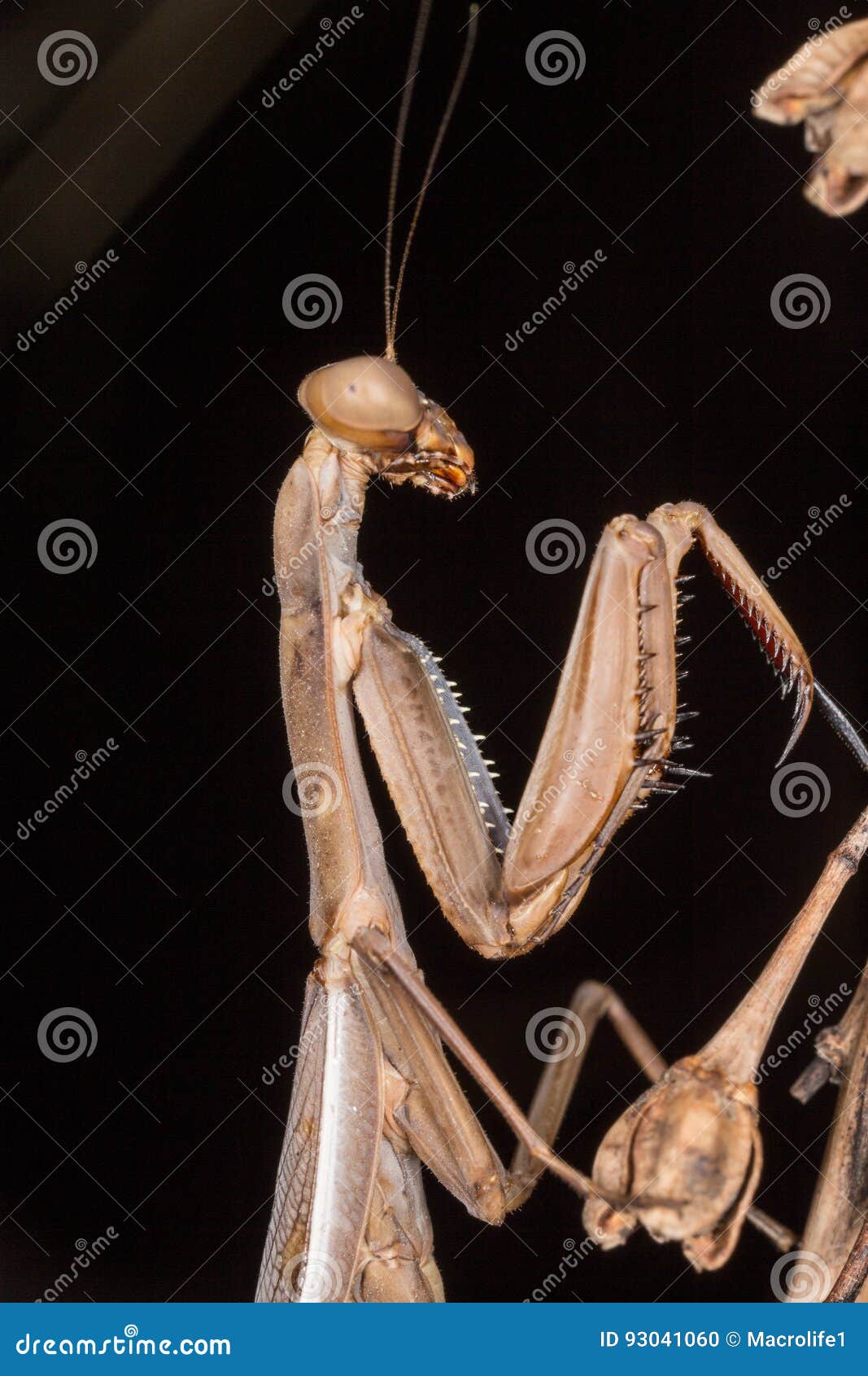 Iris oratoria mantis stock photo. Image of closeup, oratoria - 93041060