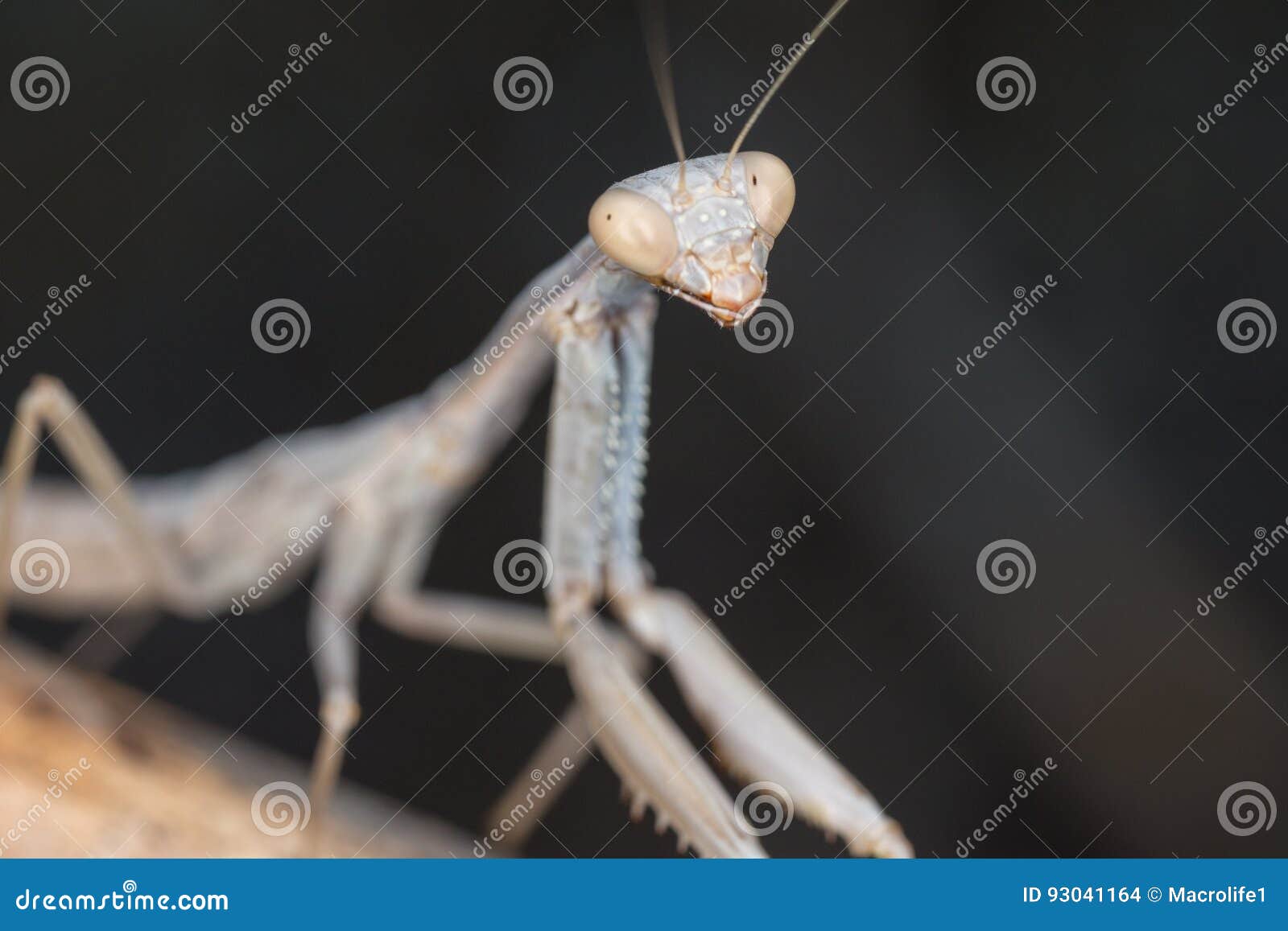 Iris oratoria mantis stock photo. Image of enlargement - 93041164