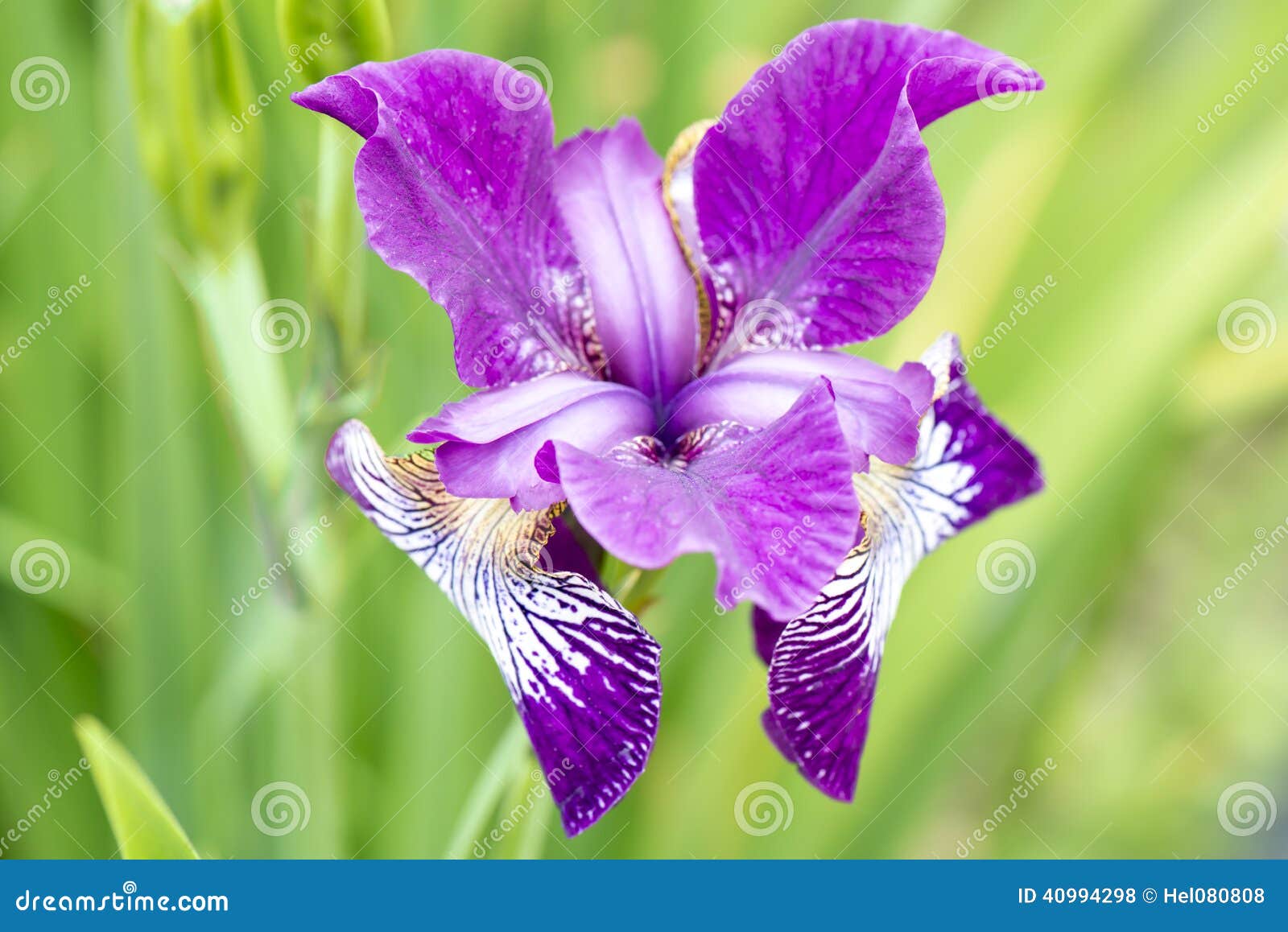 Iris, Pink and Purple Extraordinary Iris with Special Texture Stock ...