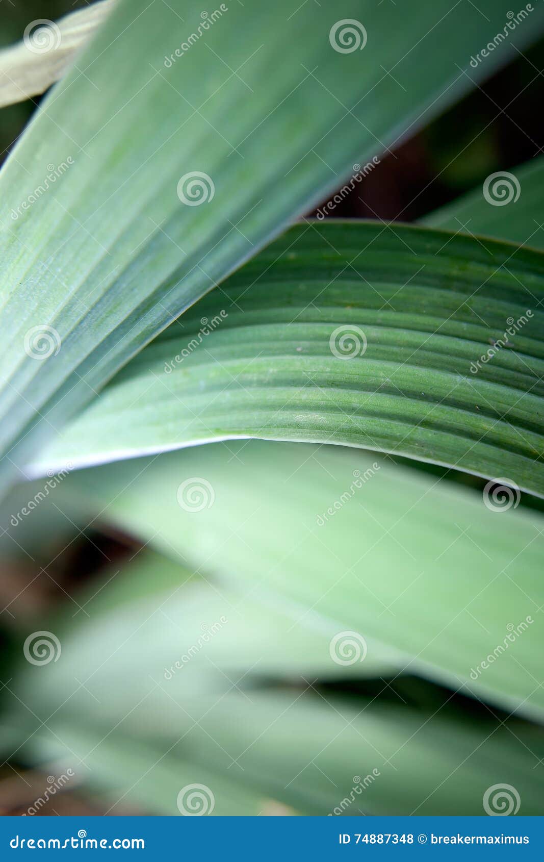 Iris plant leaves. stock photo. Image of tree, beauty - 74887348
