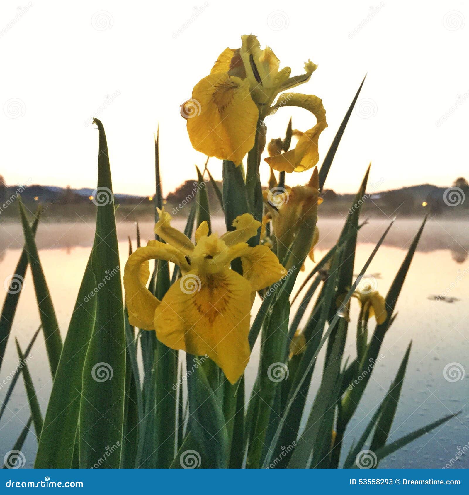 Iris on the Pond stock image. Image of iris, yellow, pond - 53558293