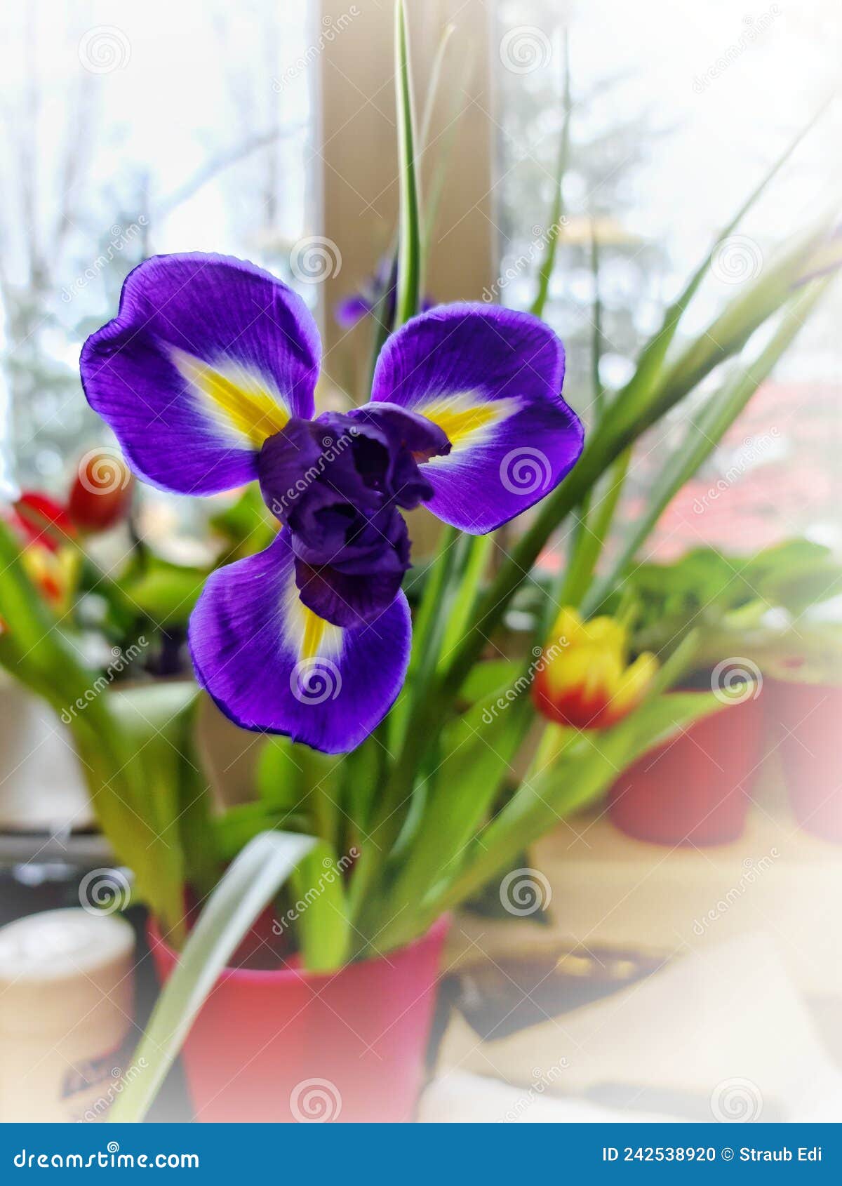 Iris in a pot stock photo. Image of indoor, iris, blossomed - 242538920