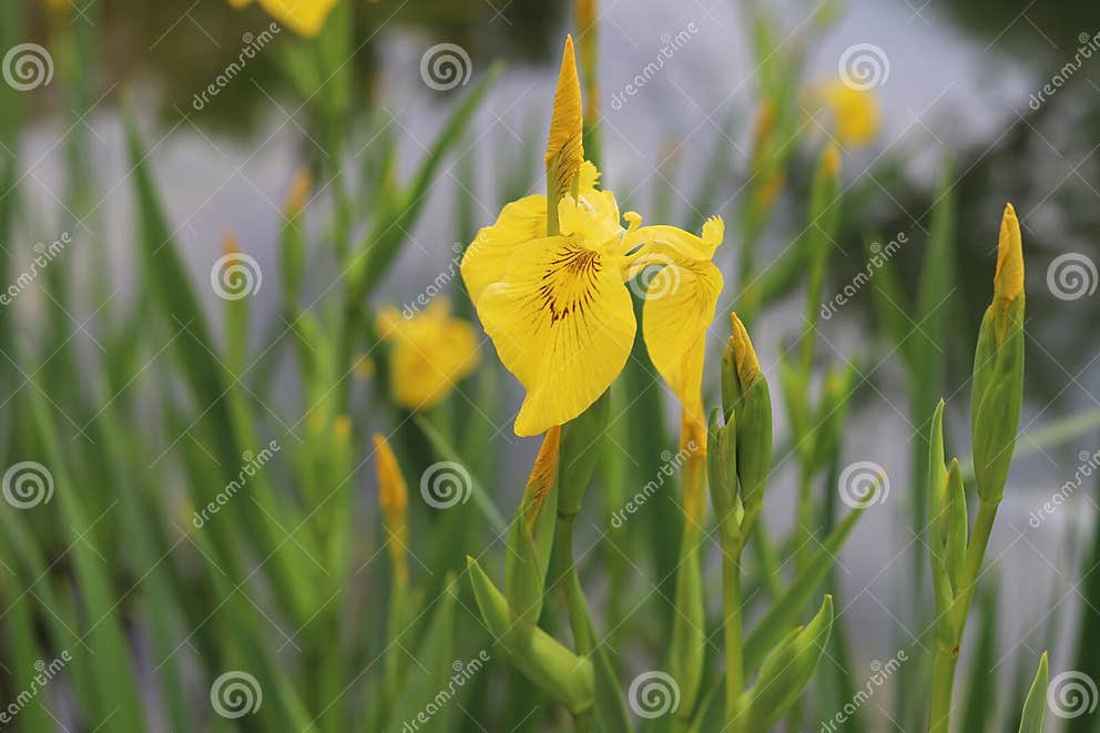 Iris Pseudacorus. Iris Amarillo Agua. Imagen de archivo - Imagen de ...