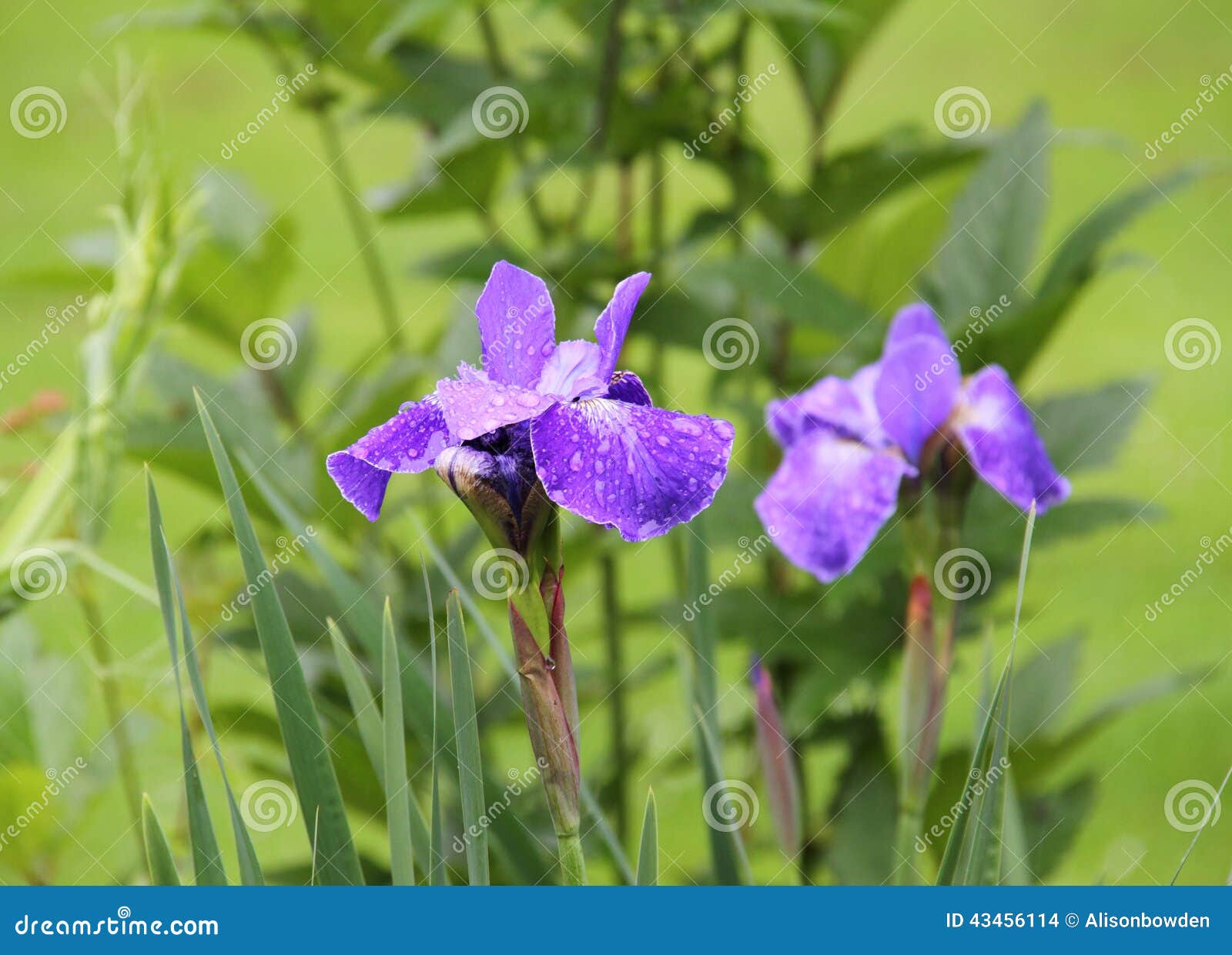 Iris stock photo. Image of bloom, plant, pollen, garden - 43456114
