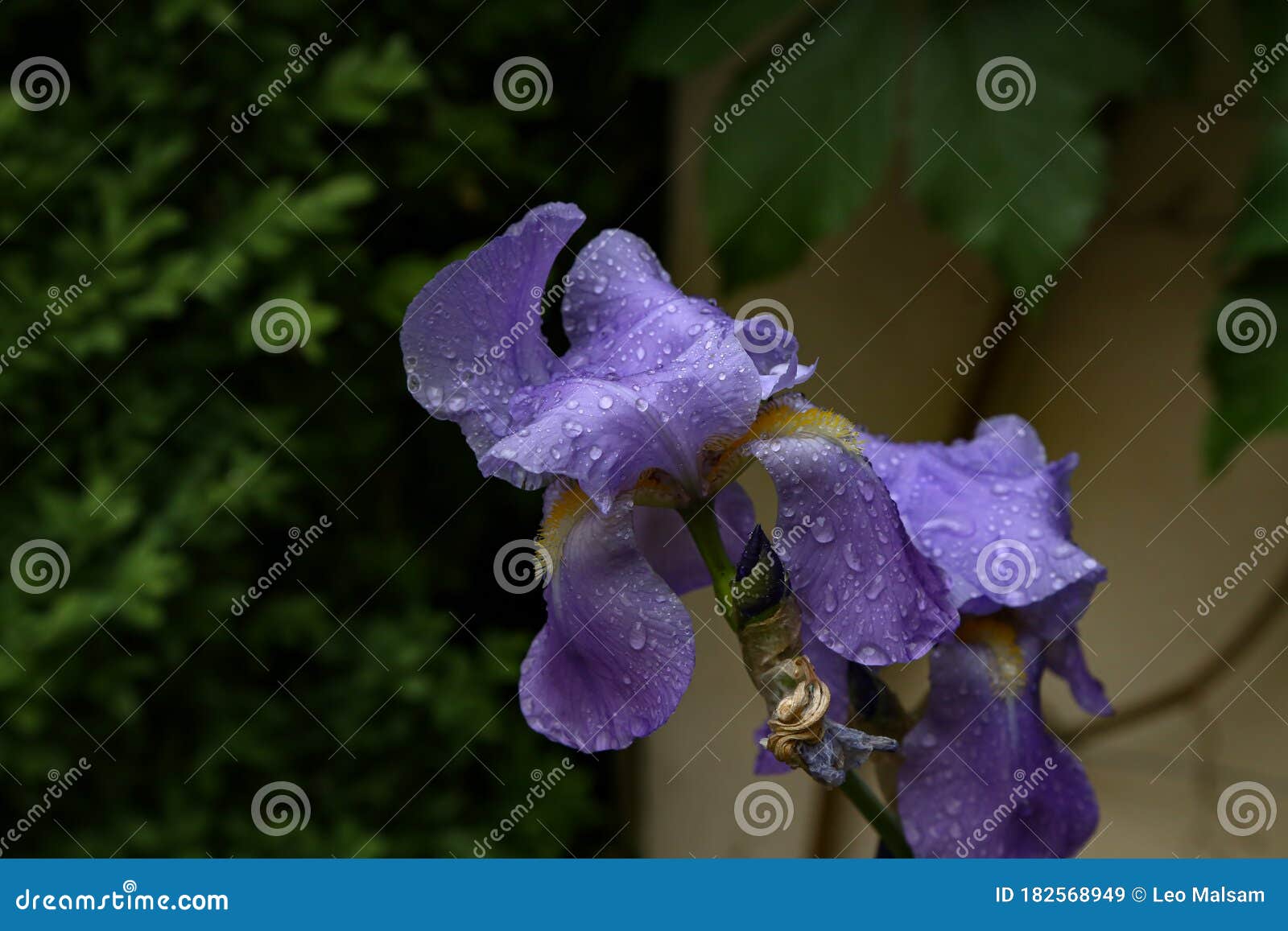 Iris after Rain is Covered with Water Drops Stock Image - Image of ...