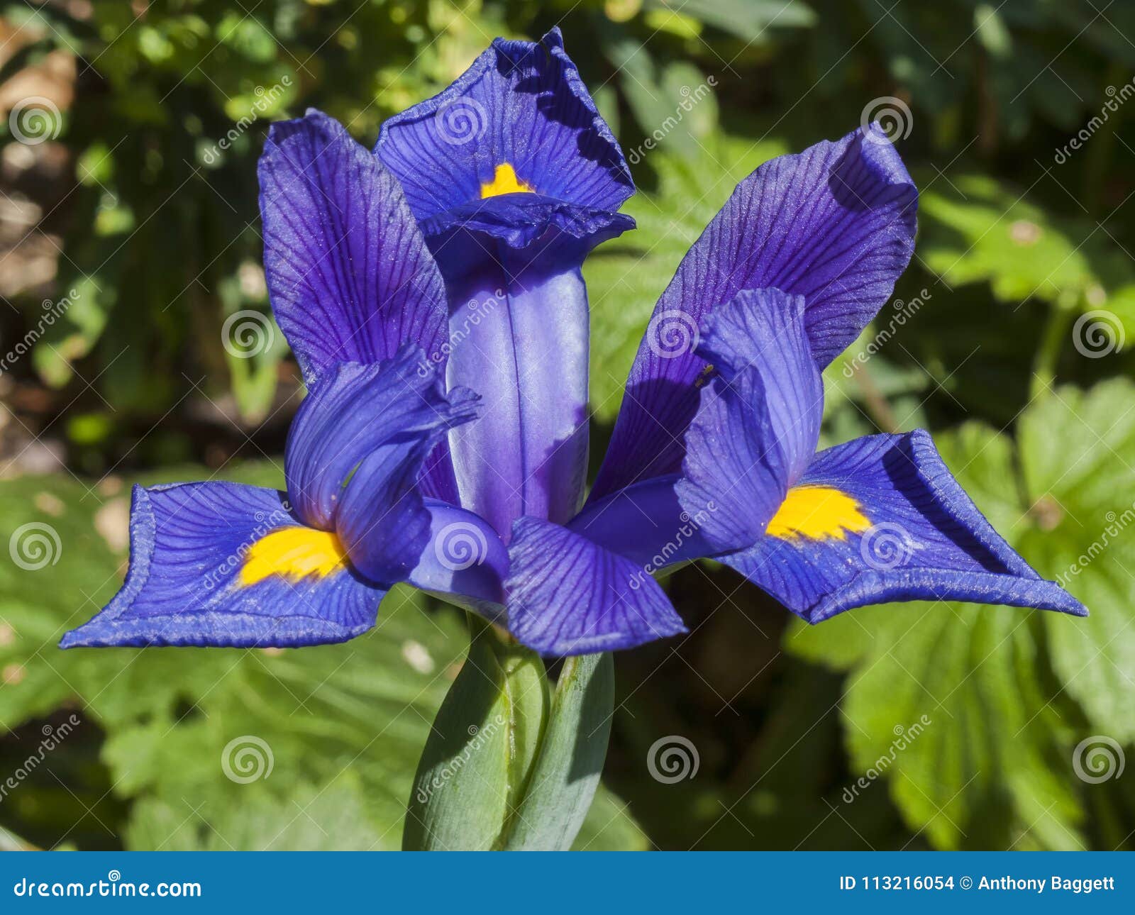 Iris reticulata stock photo. Image of spring, beauty - 113216054