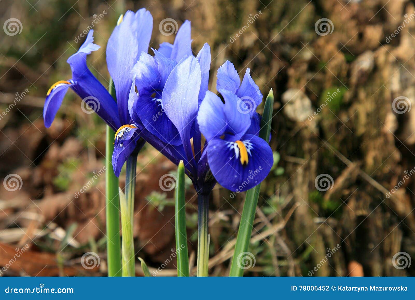 Iris Reticulata Harbinger Of Spring. Stock Photography | CartoonDealer ...