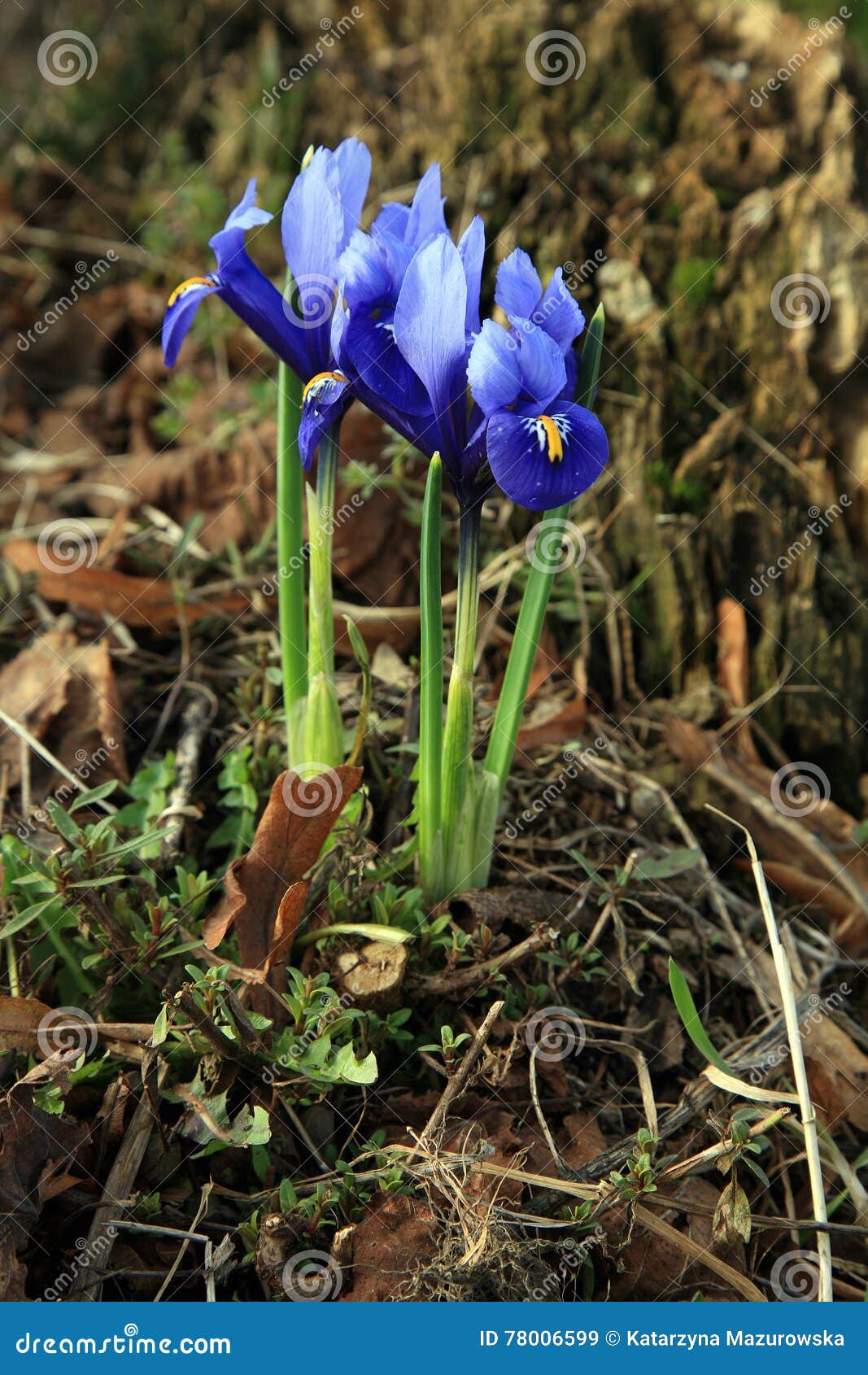 Iris Reticulata Harbinger of Spring. Stock Image - Image of growing ...