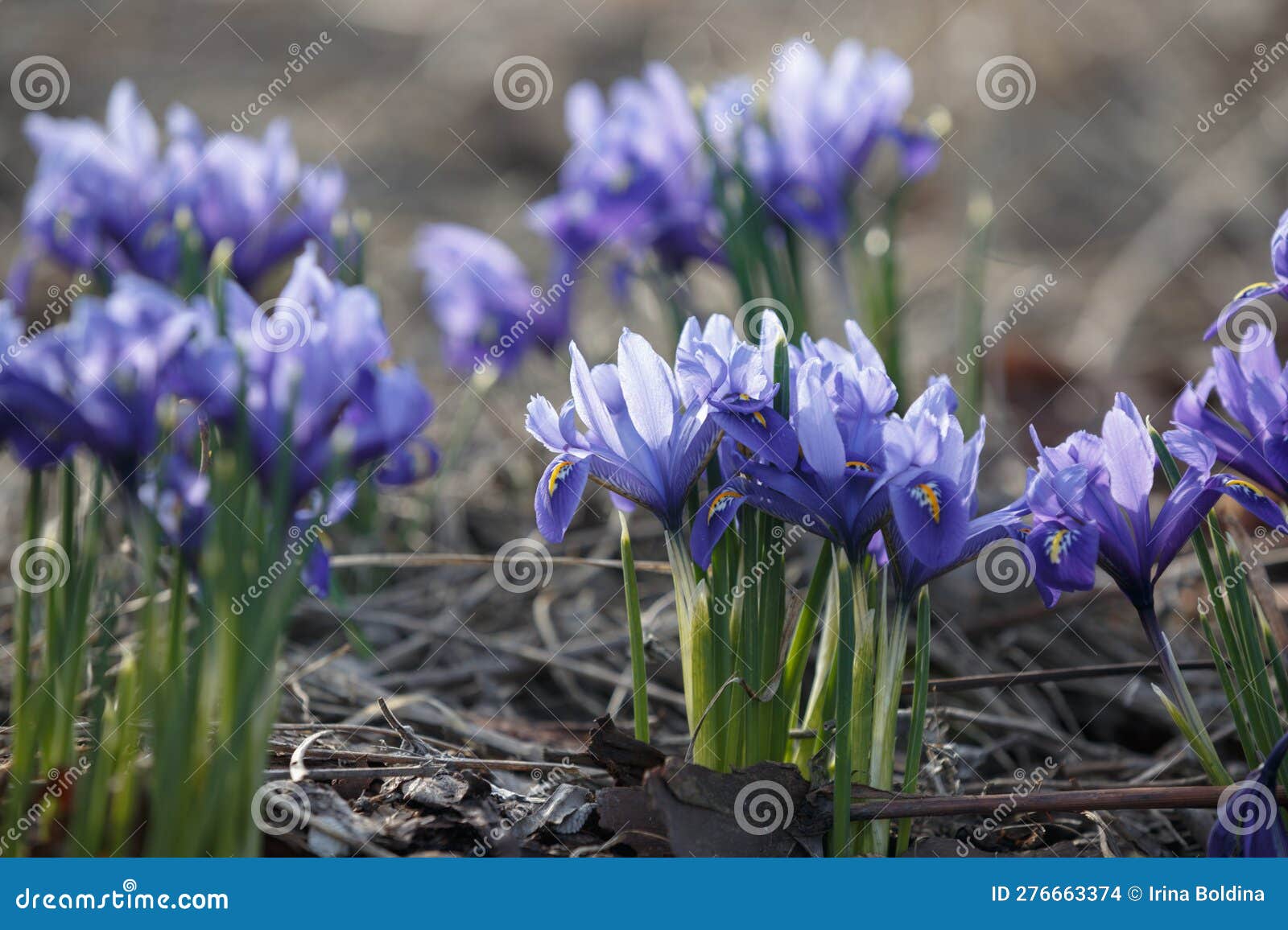 Iris Reticulata. Mini Blue Iris in Early Spring Stock Photo - Image of ...