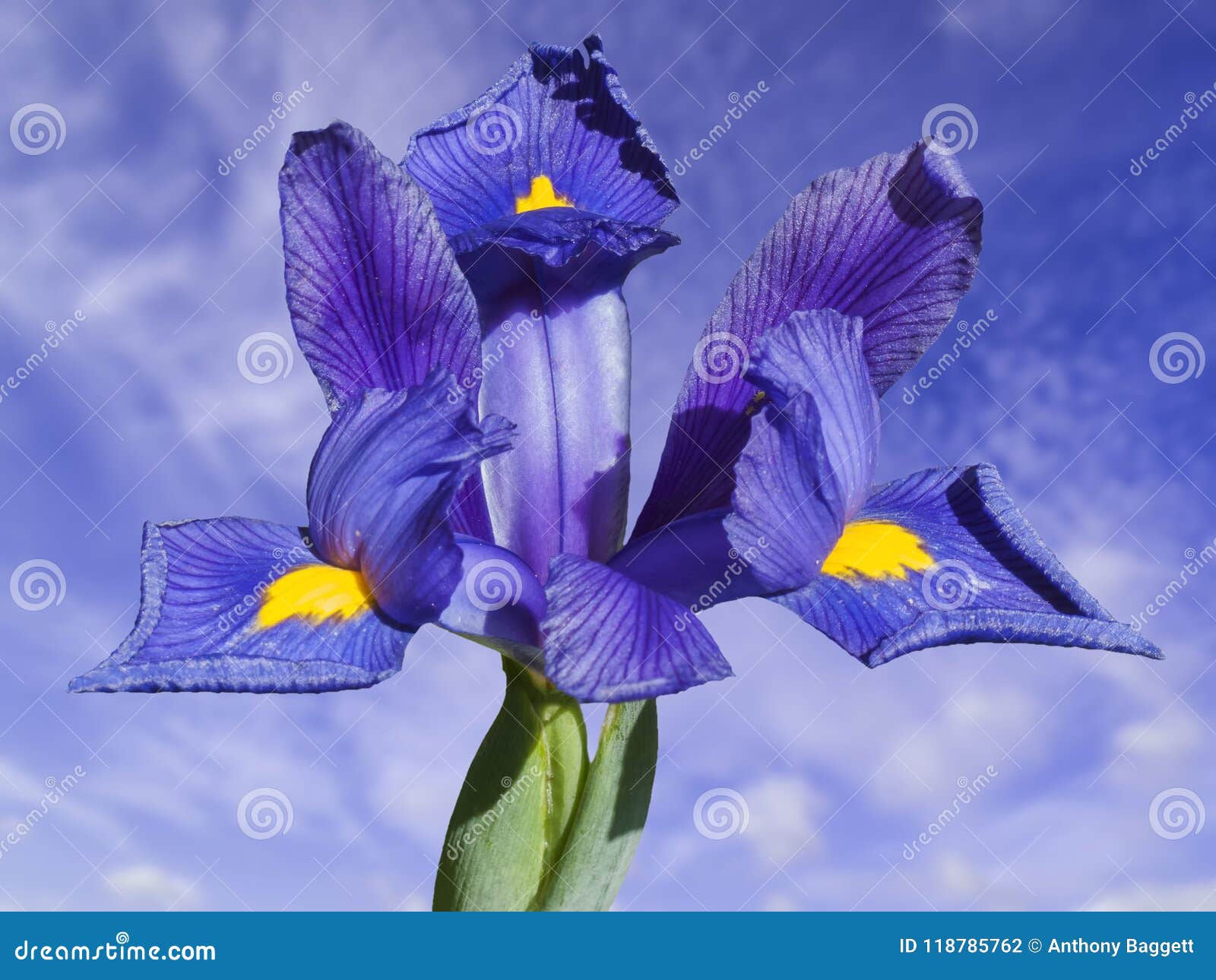 Iris Reticulata Harbinger Of Spring. Stock Photography | CartoonDealer ...