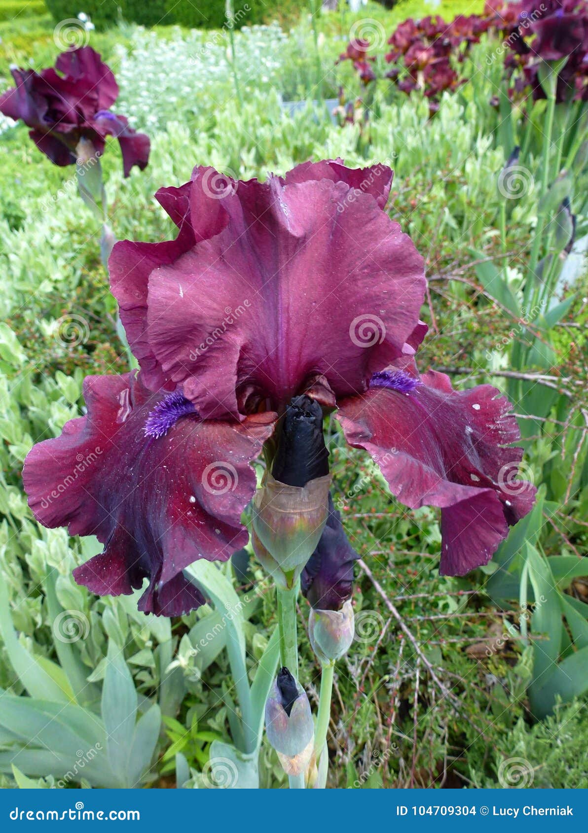 Iris rojo oscuro foto de archivo. Imagen de cama, color - 104709304