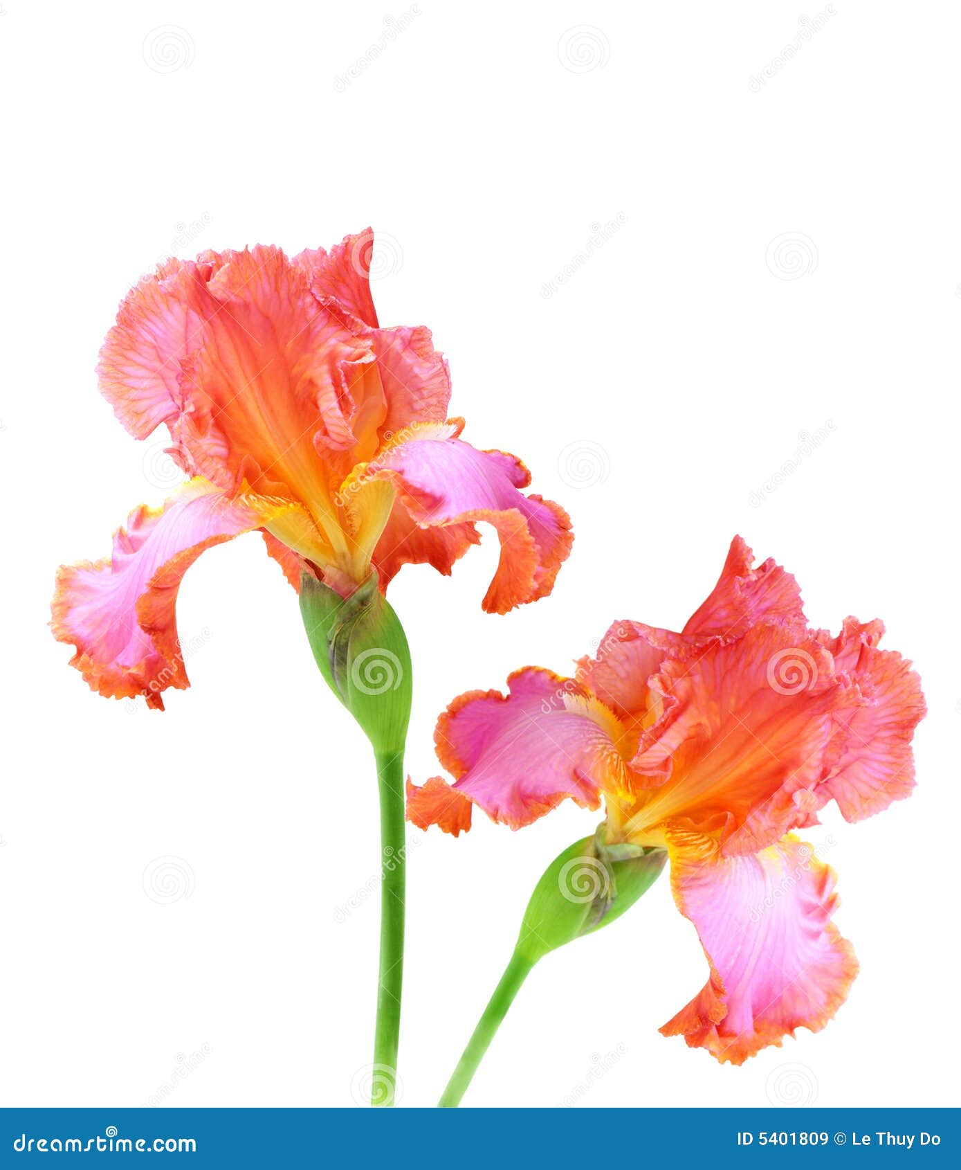 Iris rose image stock. Image du automnes, coloré, assez - 5401809