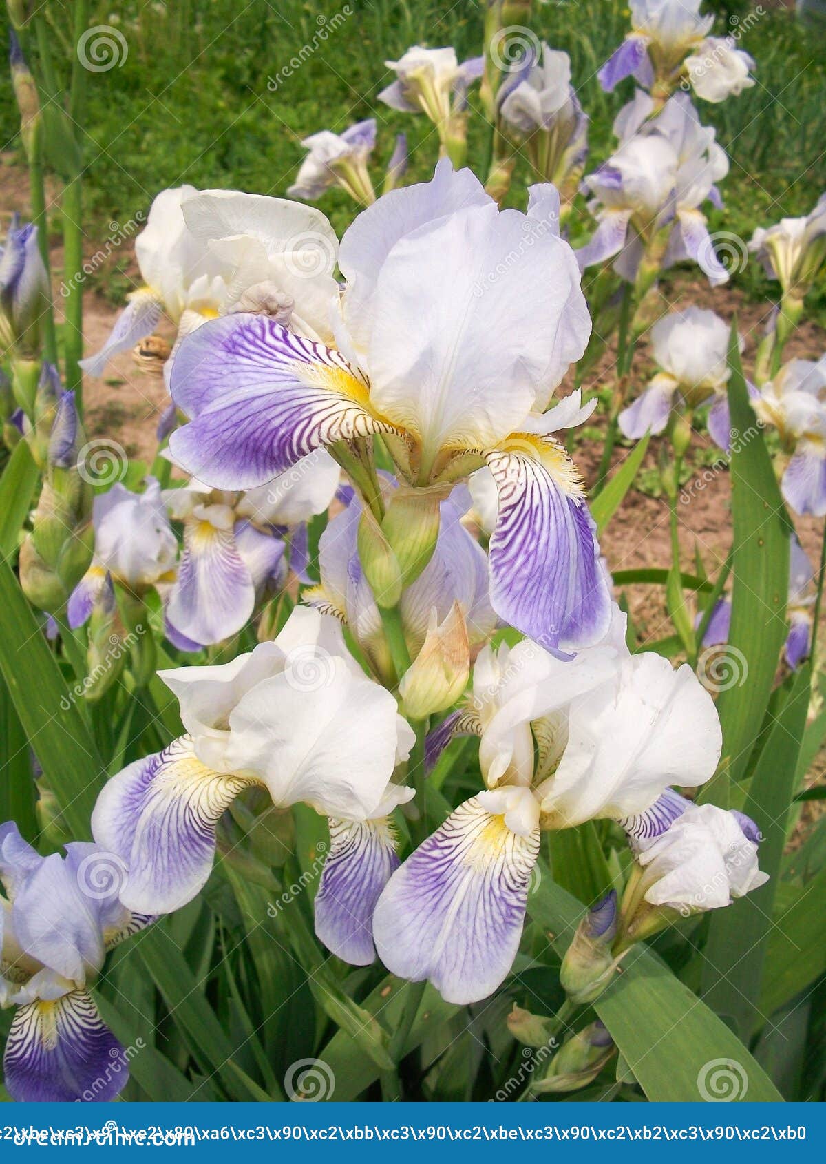 Iris s interesting flower. stock photo. Image of flora - 37478790